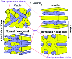 DNA–lipid self-assembly: phase behavior and phase structures of a DNA ...