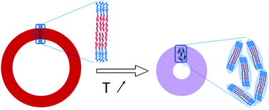 Structural changes in liquid crystal polymer vesicles induced by ...