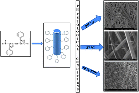 Self-assembly of peptides: influence of substrate, pH and medium on the ...