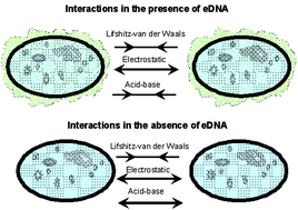 DNA-mediated bacterial aggregation is dictated by acid–base ...