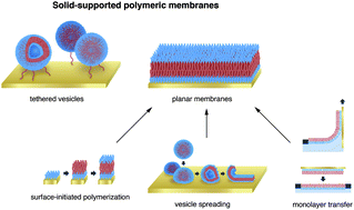 Solid-supported polymeric membranes - Soft Matter (RSC Publishing)