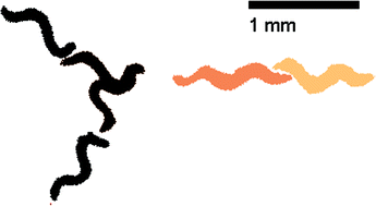 The collective motion of nematodes in a thin liquid layer - Soft Matter ...