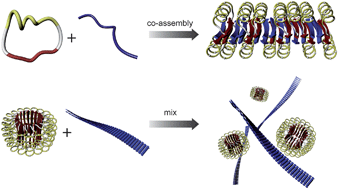 Controlled self-assembly of α-helix-decorated peptide nanostructures ...