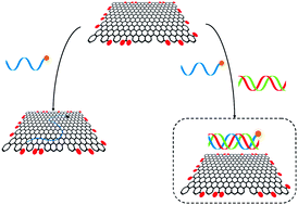 A novel fluorescent biosensor for sequence-specific recognition of double-stranded DNA with the ...