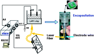Bio-initiated light addressable potentiometric sensor for unlabeled ...
