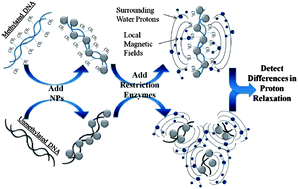 Detecting DNA methylation through changes in transverse proton ...