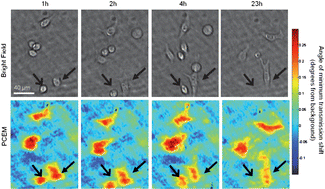Label-free imaging of cell attachment with photonic crystal enhanced microscopy - Analyst (RSC ...