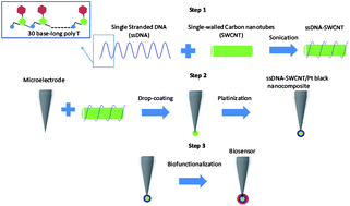 Microbiosensors based on DNA modified single-walled carbon nanotube and ...
