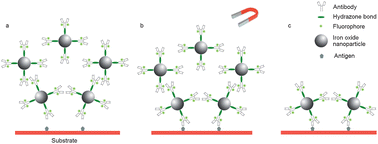 Detection and identification of body fluid stains using antibody ...