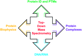 Top-down mass spectrometry: Recent developments, applications and ...
