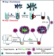 Rapid and ultrasensitive E. coli O157:H7 quantitation by combination of ...