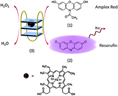 Hemin/G-quadruplexes as DNAzymes for the fluorescent detection of DNA ...