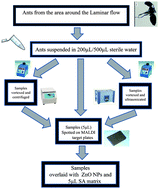 Tracing the pathogen Staphylococcus aureus on laboratory ants using ...