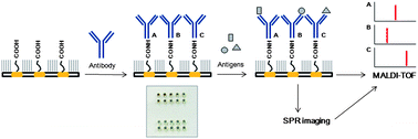 Gold patterned biochips for on-chip immuno-MALDI-TOF MS: SPR imaging ...