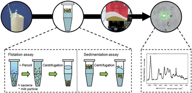 Assessment of two isolation techniques for bacteria in milk towards ...
