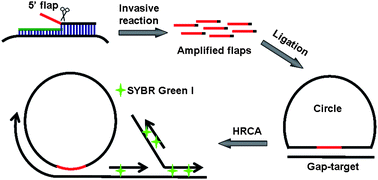 Signal amplification by rolling circle amplification on universal flaps ...