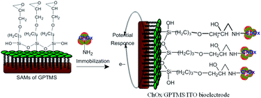 Biocompatible self-assembled monolayer platform based on (3 ...