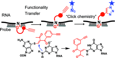 Pin-point chemical modification of RNA with diverse molecules through ...