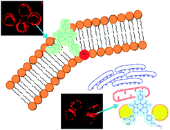 Preparation of unsymmetrical distyryl BODIPY derivatives and effects of ...