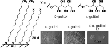 Stereochemical effects of chiral monolayers on enhancing the resistance ...