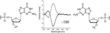 A mirror-image tetramolecular DNA quadruplex - Chemical Communications ...