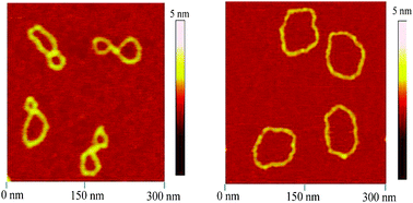 Manipulating DNA writhe through varying DNA sequences - Chemical ...