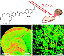 A copper(i)-ion selective two-photon fluorescent probe for in vivo ...