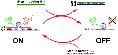 Strand exchange reaction modulated fluorescence “off–on” switching of ...
