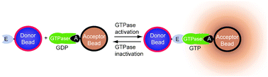 A luminescent oxygen channeling biosensor that measures small GTPase ...