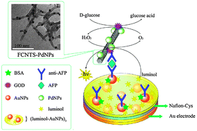 Highly enhanced electrochemiluminescence based on synergetic catalysis ...