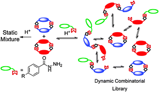 From static to dynamic: escaping kinetic traps in hydrazone-based dynamic combinatorial ...