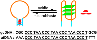 pH-controlled reversible drug binding and release using a cytosine-rich ...