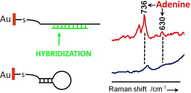 DNA reorientation on Au nanoparticles: label-free detection of ...