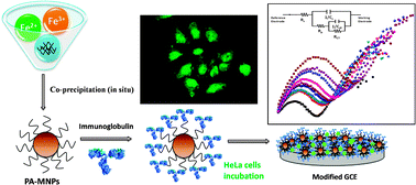 Impedimetric biosensor for early detection of cervical cancer ...