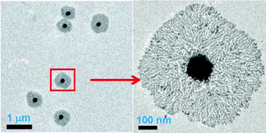 Seeded growth of two-dimensional dendritic gold nanostructures ...