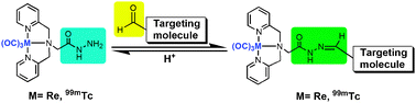 The hydrazide/hydrazone click reaction as a biomolecule labeling ...