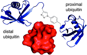 Click synthesis of ubiquitin dimer analogs to interrogate linkage ...