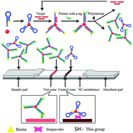 A lateral flow biosensor for detection of nucleic acids with high ...