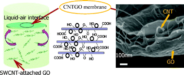 Hybridization of graphene oxide and carbon nanotubes at the liquid/air ...