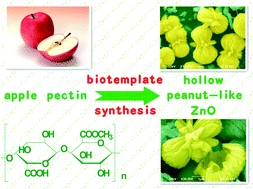 Apple pectin-mediated green synthesis of hollow double-caged peanut ...