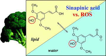 Mechanism and kinetics studies on the antioxidant activity of sinapinic ...