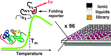 Protein stability in an ionic liquid milieu: on the use of differential ...