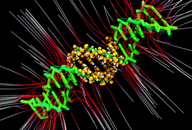 A hybrid all-atom/coarse grain model for multiscale simulations of DNA ...