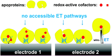 Strategies for “wiring” redox-active proteins to electrodes and ...