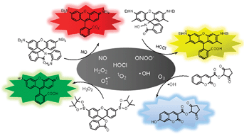 Fluorescent and luminescent probes for detection of reactive oxygen and nitrogen species ...