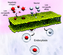 Toxicity of nanomaterials - Chemical Society Reviews (RSC Publishing)