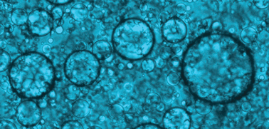 Designs for life: protocell models in the laboratory - Chemical Society ...