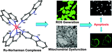 Synthesis, structures, cellular uptake and apoptosis-inducing ...