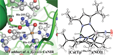 Binding and activation of nitrite and nitric oxide by copper nitrite ...