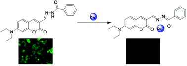 Cu2+-selective fluorescent chemosensor based on coumarin and its application in bioimaging ...